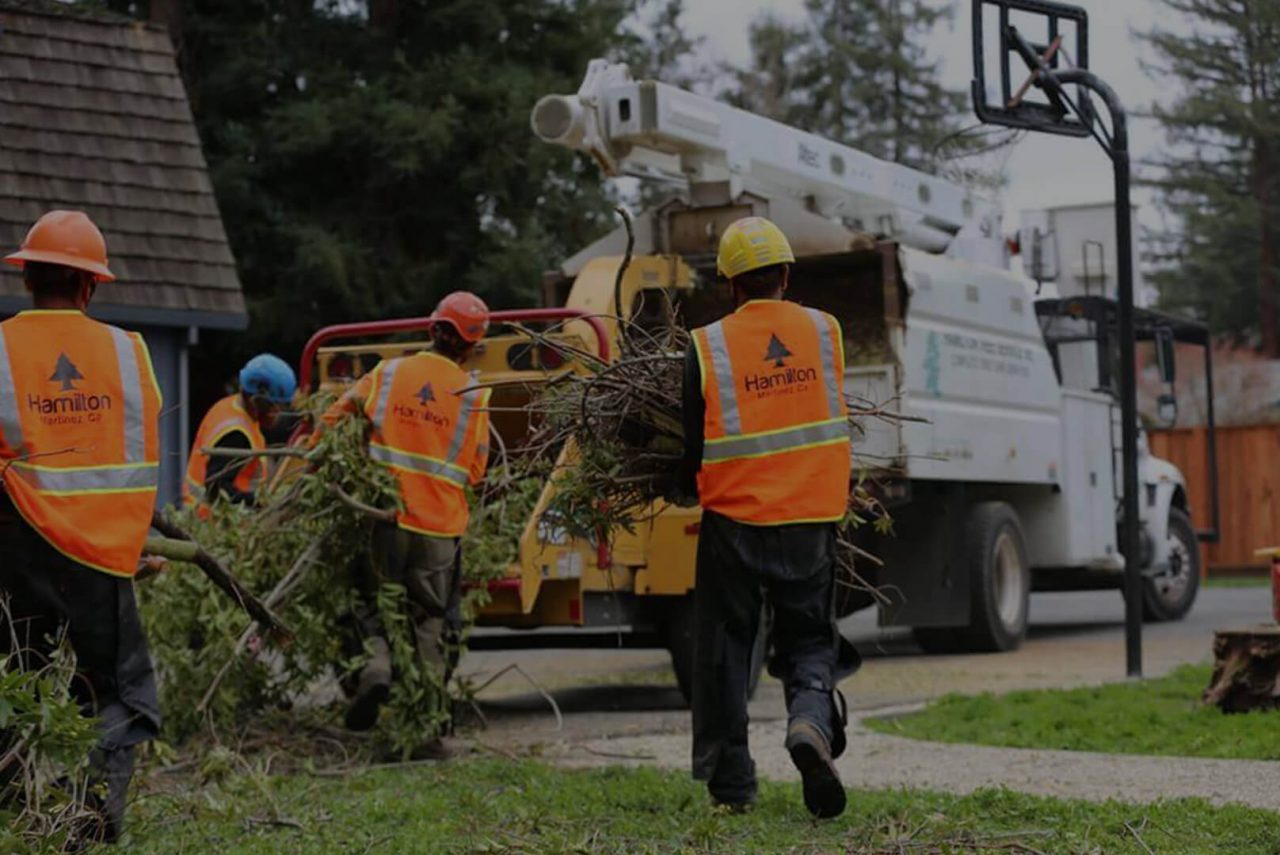 Hamilton Tree Service, Inc. | Martinez California Tree Service